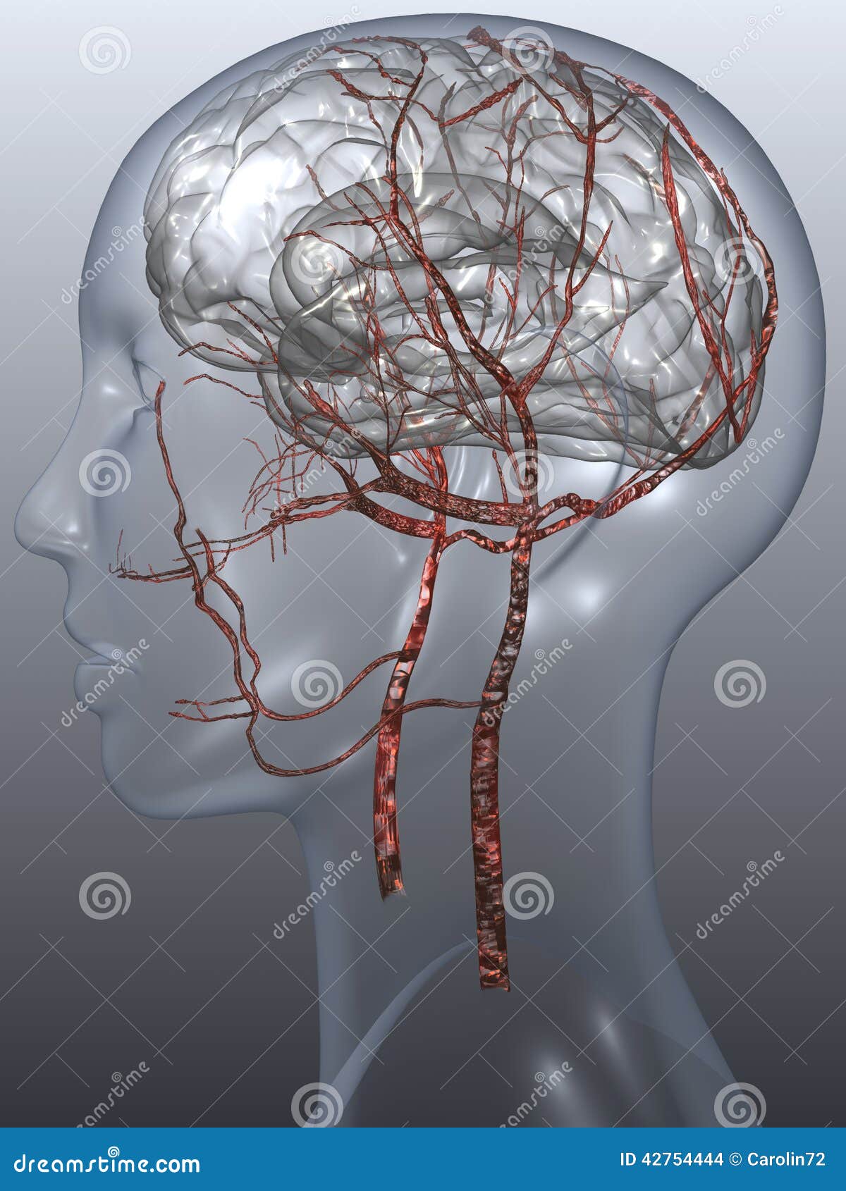 Artère principale illustration stock. Illustration of candidose - 42754444