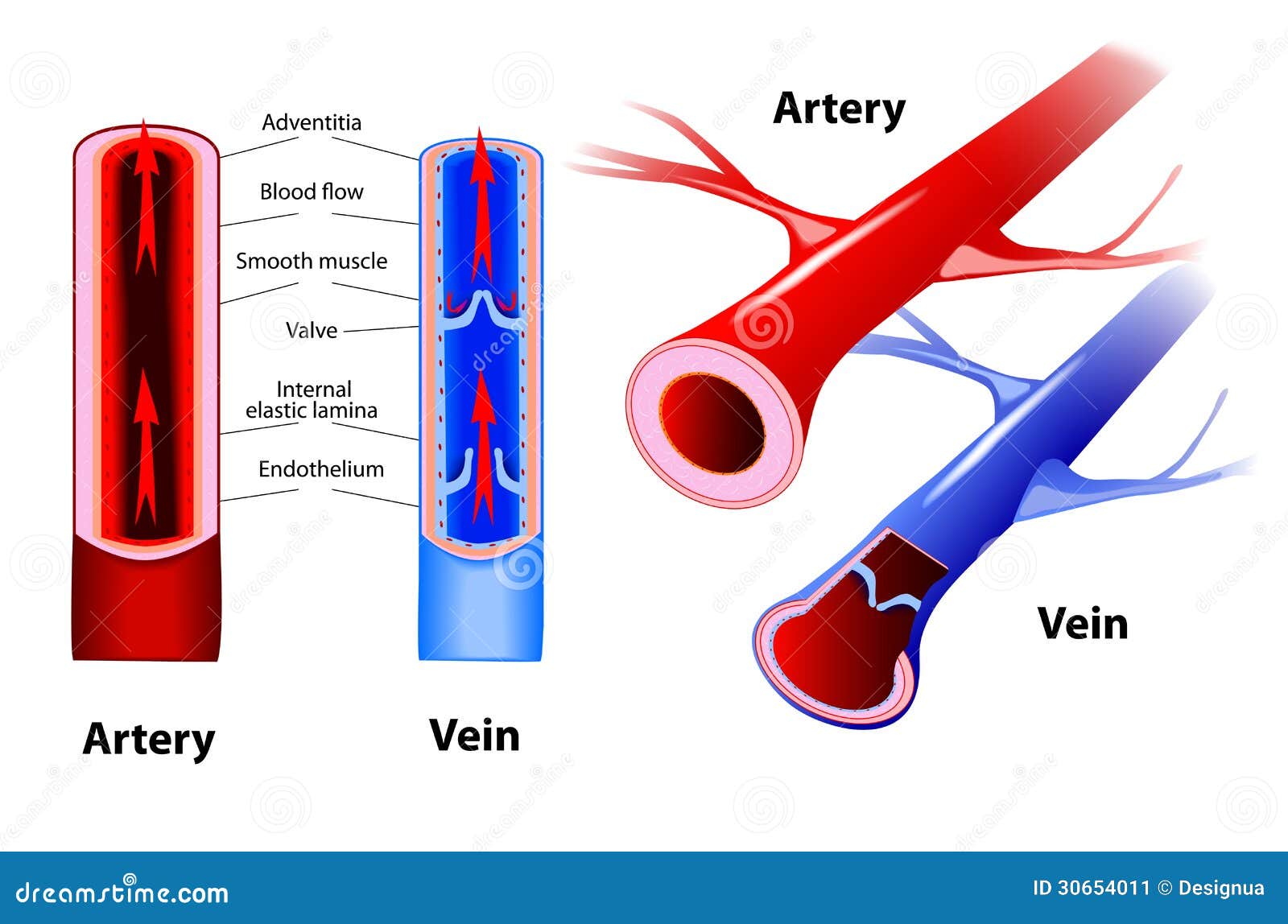 Veias E Arterias Diferença - RETOEDU