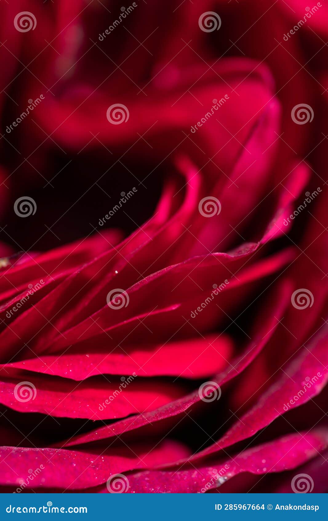 Art Abstract Background of Stunning Deep Red-purple Rose . Extreme ...