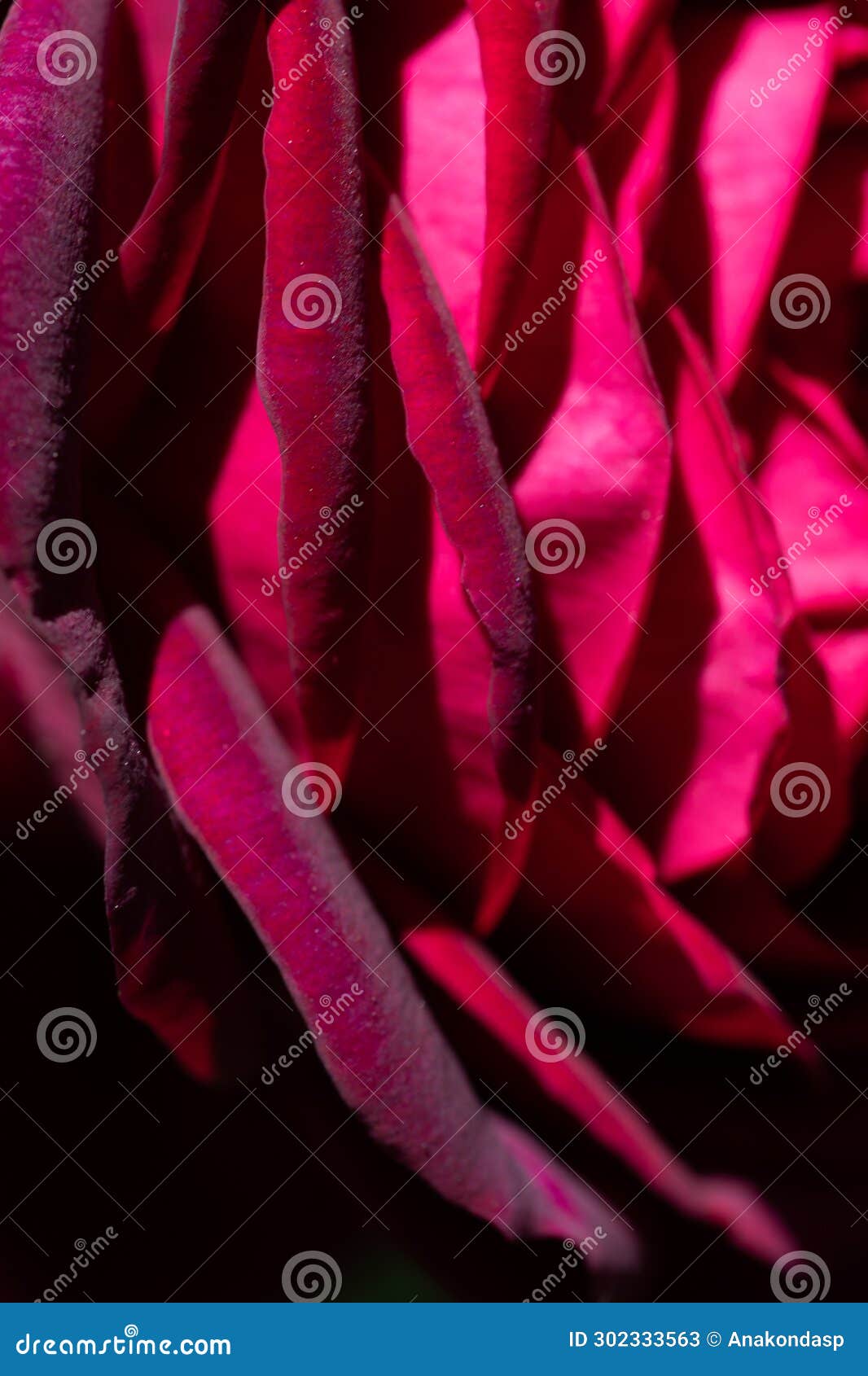 Art Abstract Background of Stunning Deep Red-purple Rose . Extreme ...