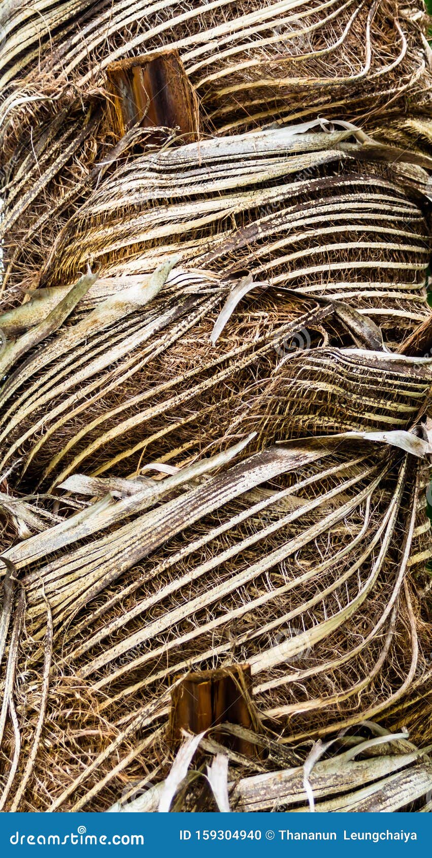 Art Abstract of Coconut Leaf Sheath Stock Photo - Image of betel ...