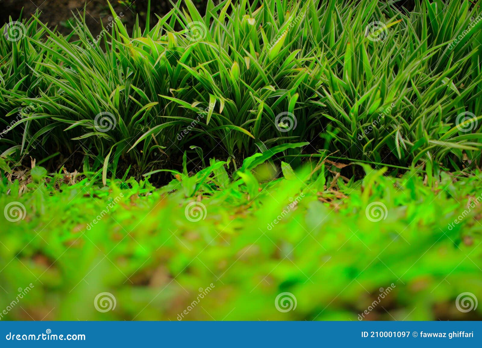 Beautiful Green Grass in View Stock Image - Image of banner, header ...