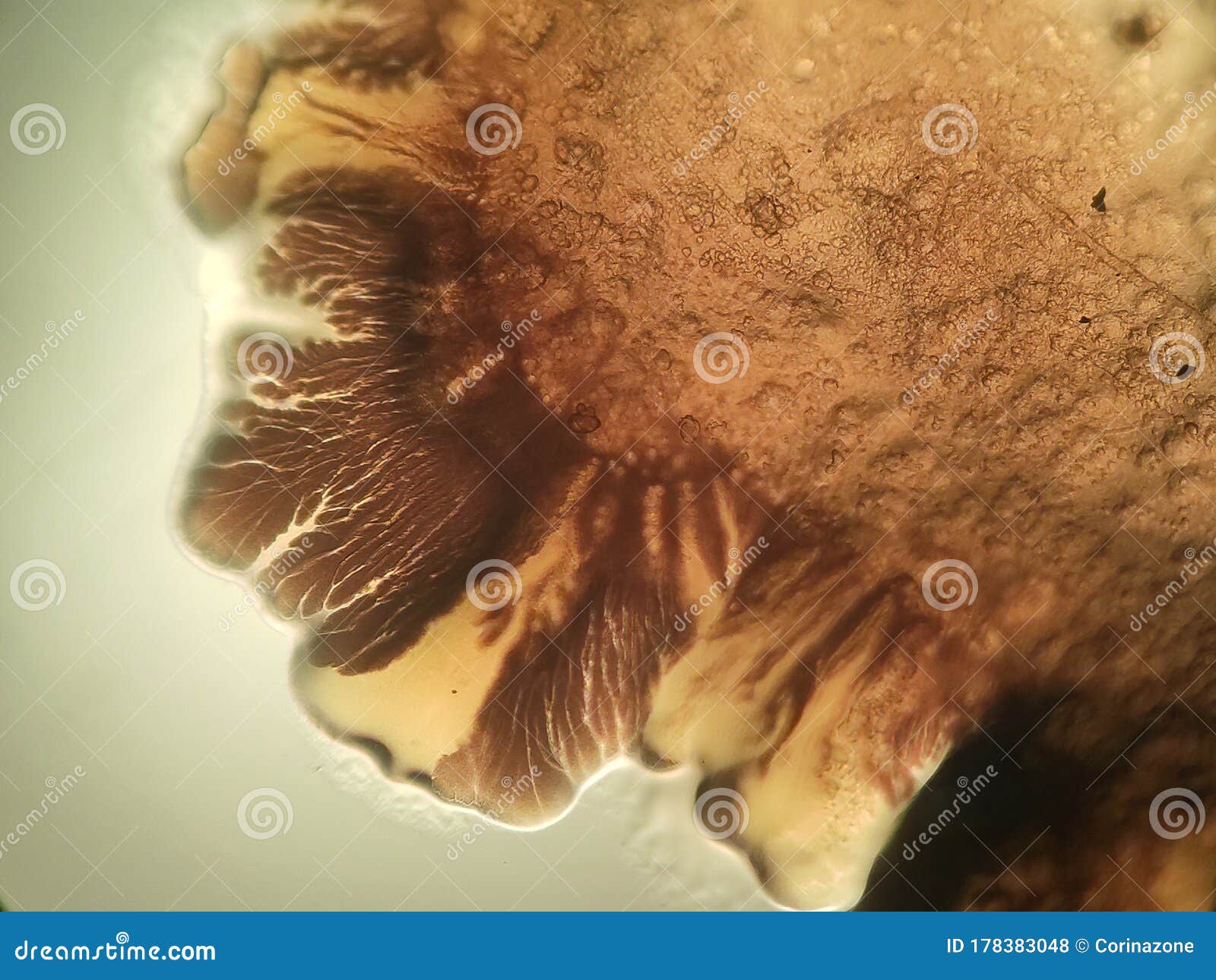 The Art of Bacteria Microscope View of Bacillus and Other Bacteria ...