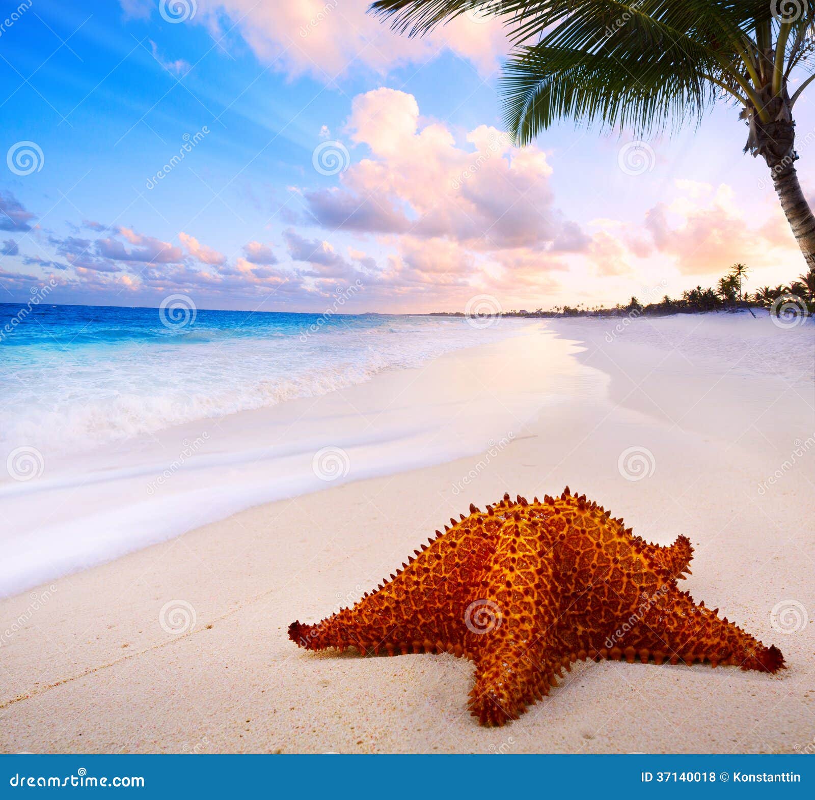 Art Beautiful Landscape with Sea Star on the Beach Stock Photo - Image ...