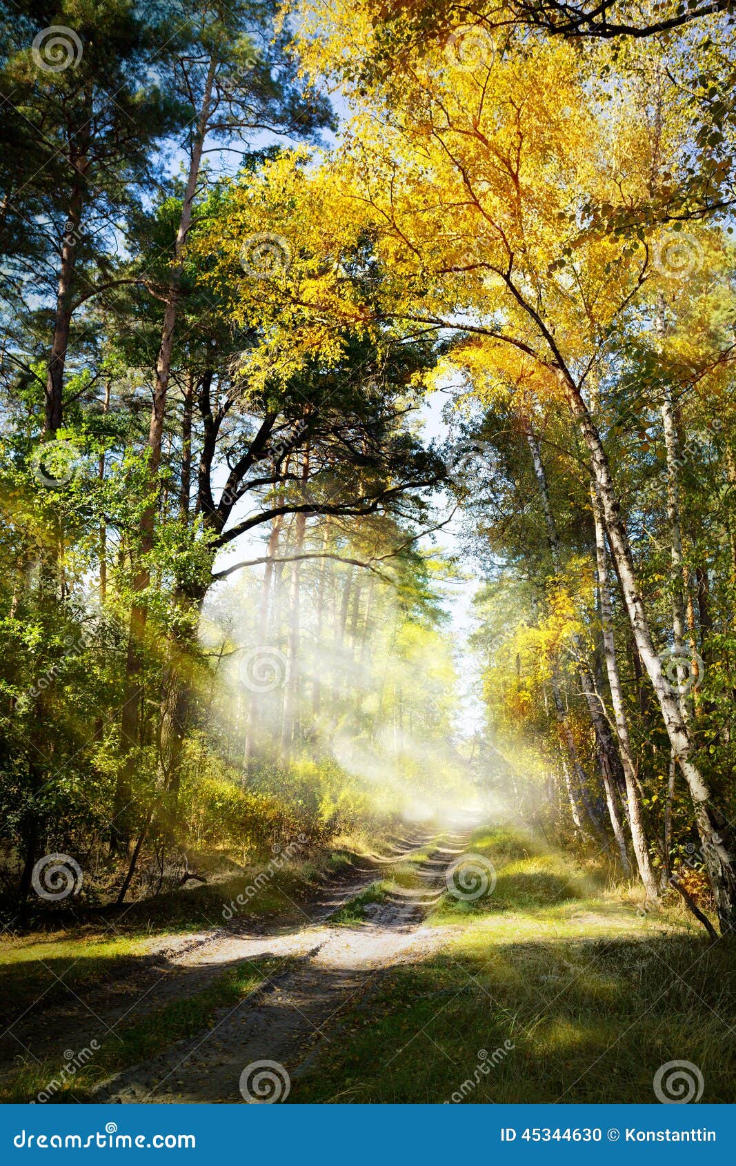Art Beautiful Morning in Autumn Forest Stock Photo - Image of brown ...