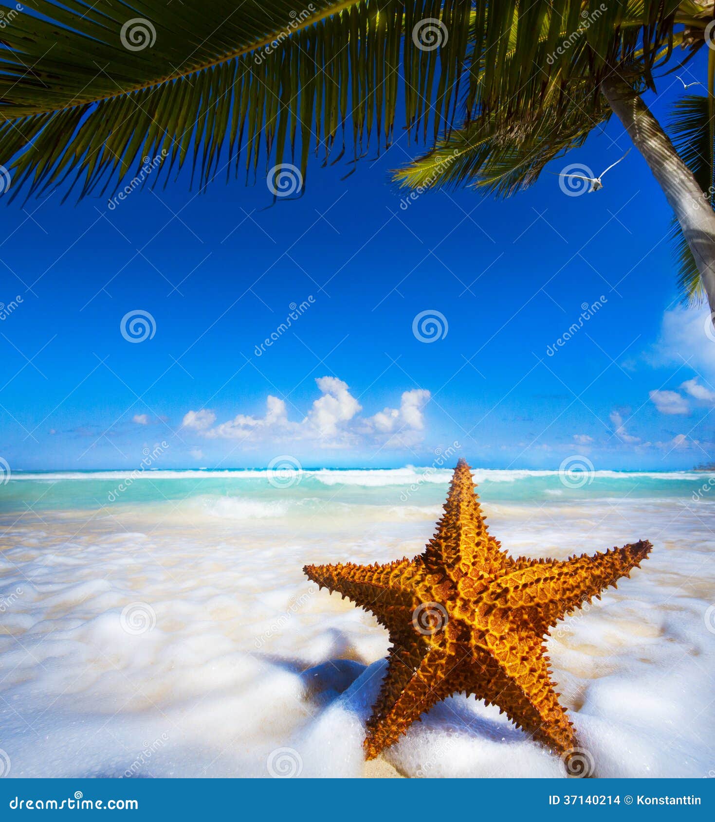 Art Beautiful Sea Star on the Beach Stock Photo - Image of exotic ...