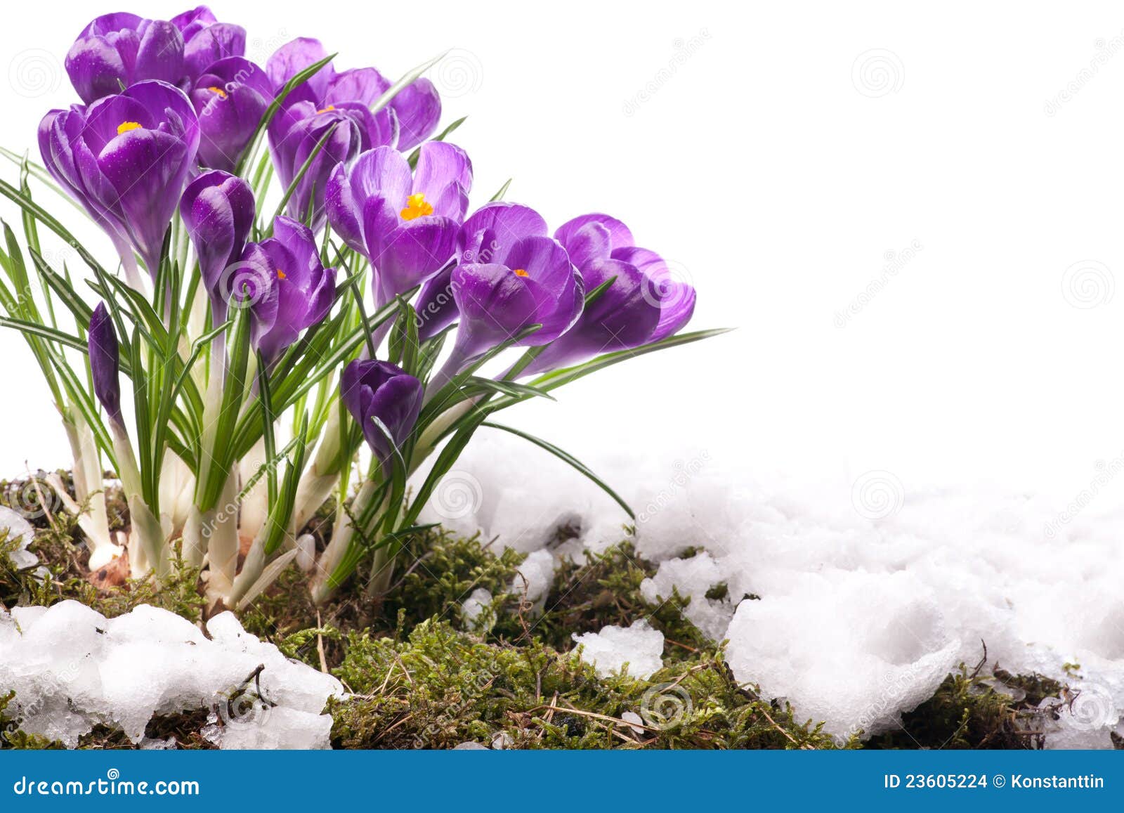 Spring Flowers Pastel Color Natural Background. Lenten Roses Over Light ...