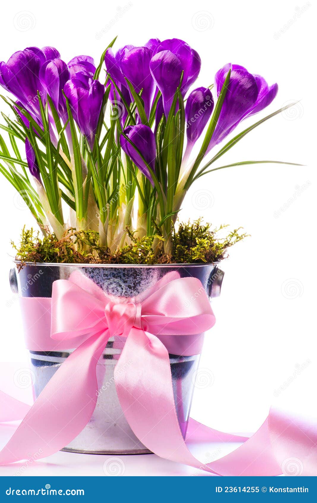 Art Beautiful Spring Flowers Stock Image - Image of elegant, bloom ...