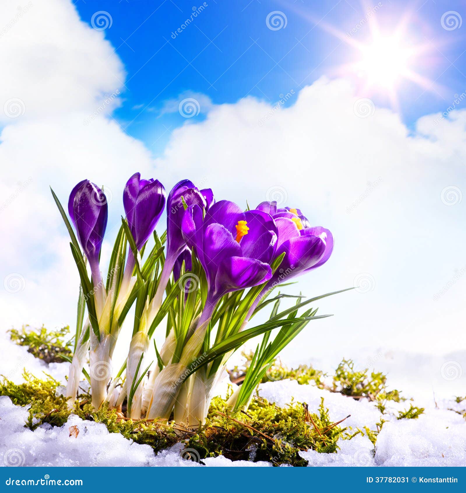 Art Beautiful Spring Flowers Stock Image - Image of bloom, garden: 37782031