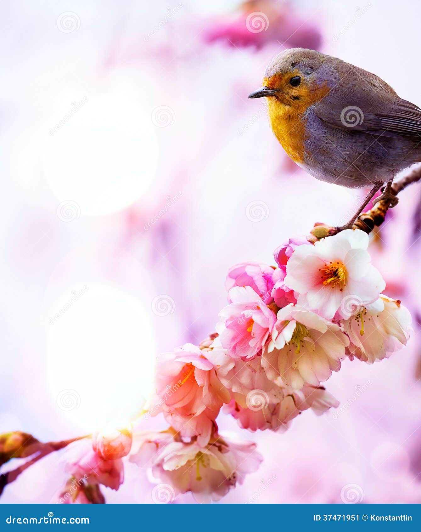 Beautiful Spring Morning