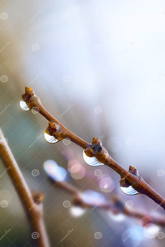 Art Beautiful Spring Tree Branch with Rain Drops Stock Photo - Image of ...