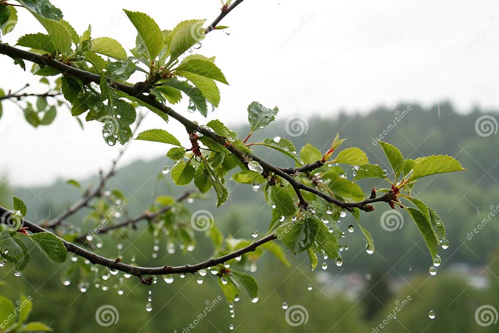 Art Beautiful Spring Tree Branch with Rain Drops. the Beautiful Spring ...