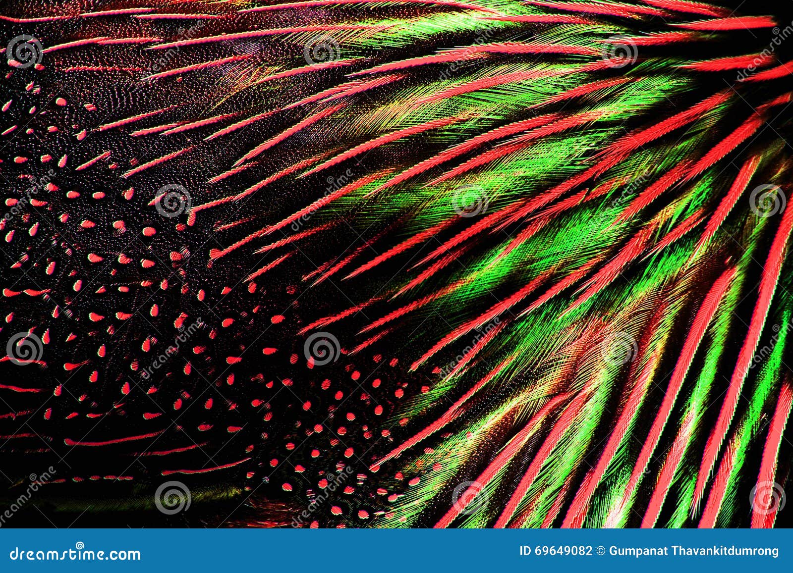 Art of Bird Feathers, Abstract Background Stock Photo - Image of ...