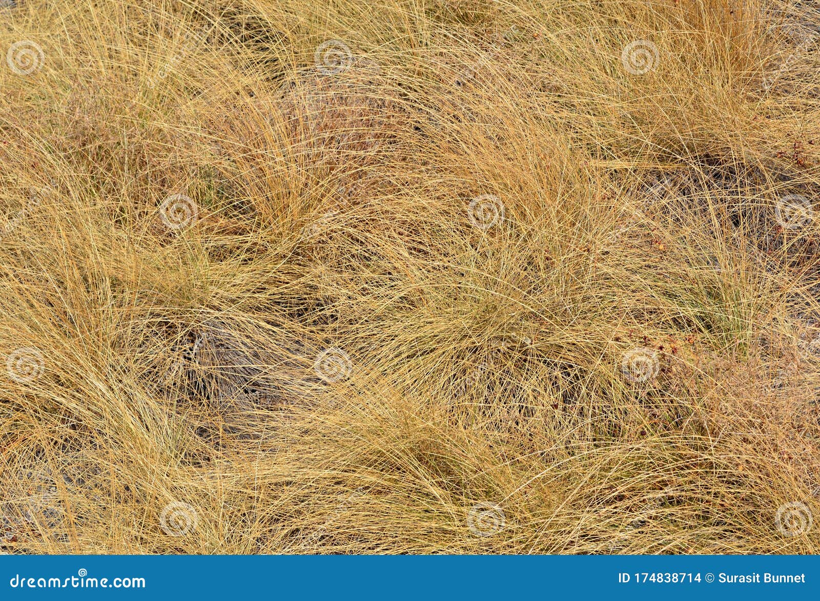 Art from clump of grass stock photo. Image of background - 174838714