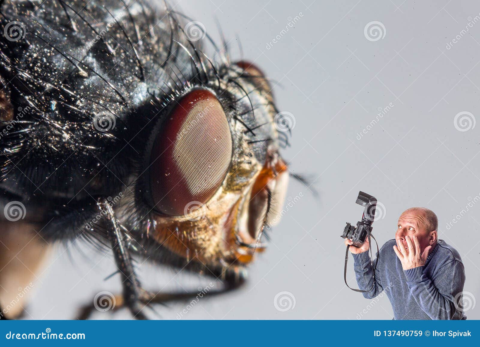 Art Collage Man with Camera Scared of Giant Fly Stock Image - Image of ...