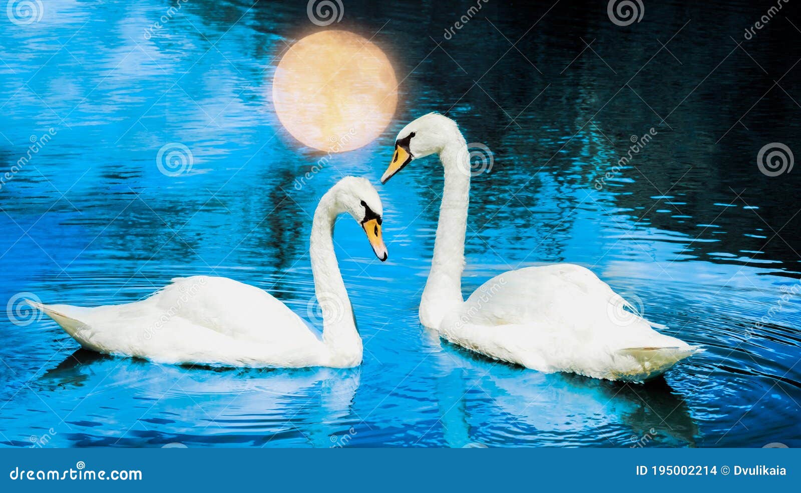 Collage with Two Swans on a Night Lake with Full Moon Reflection Stock ...