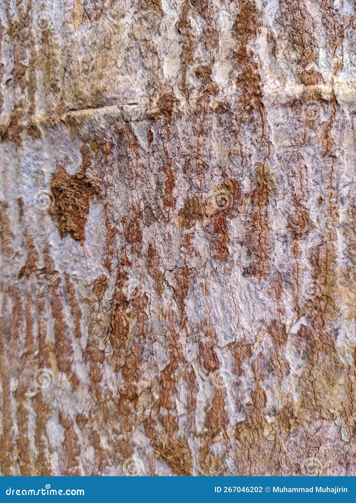 The Art of Color on a Stick of Bark Stock Photo - Image of autumn, tree ...