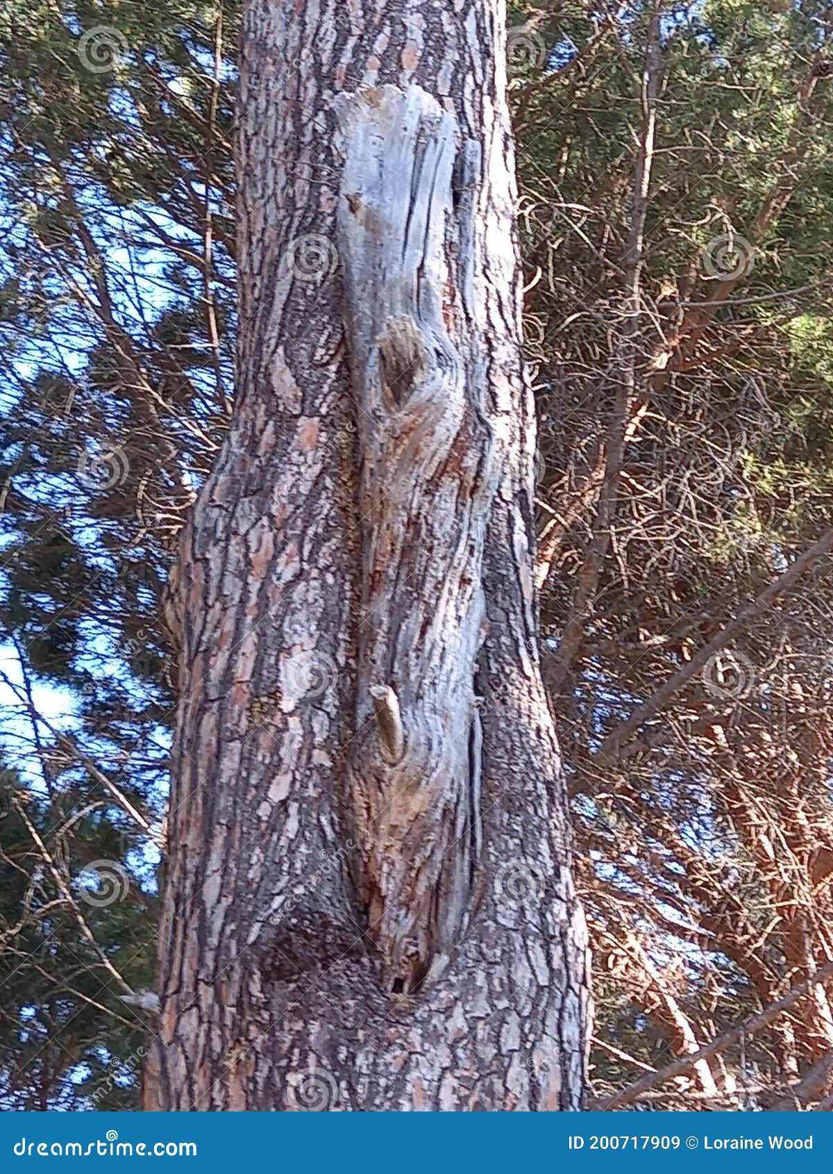 Crafts Made With Tree Bark