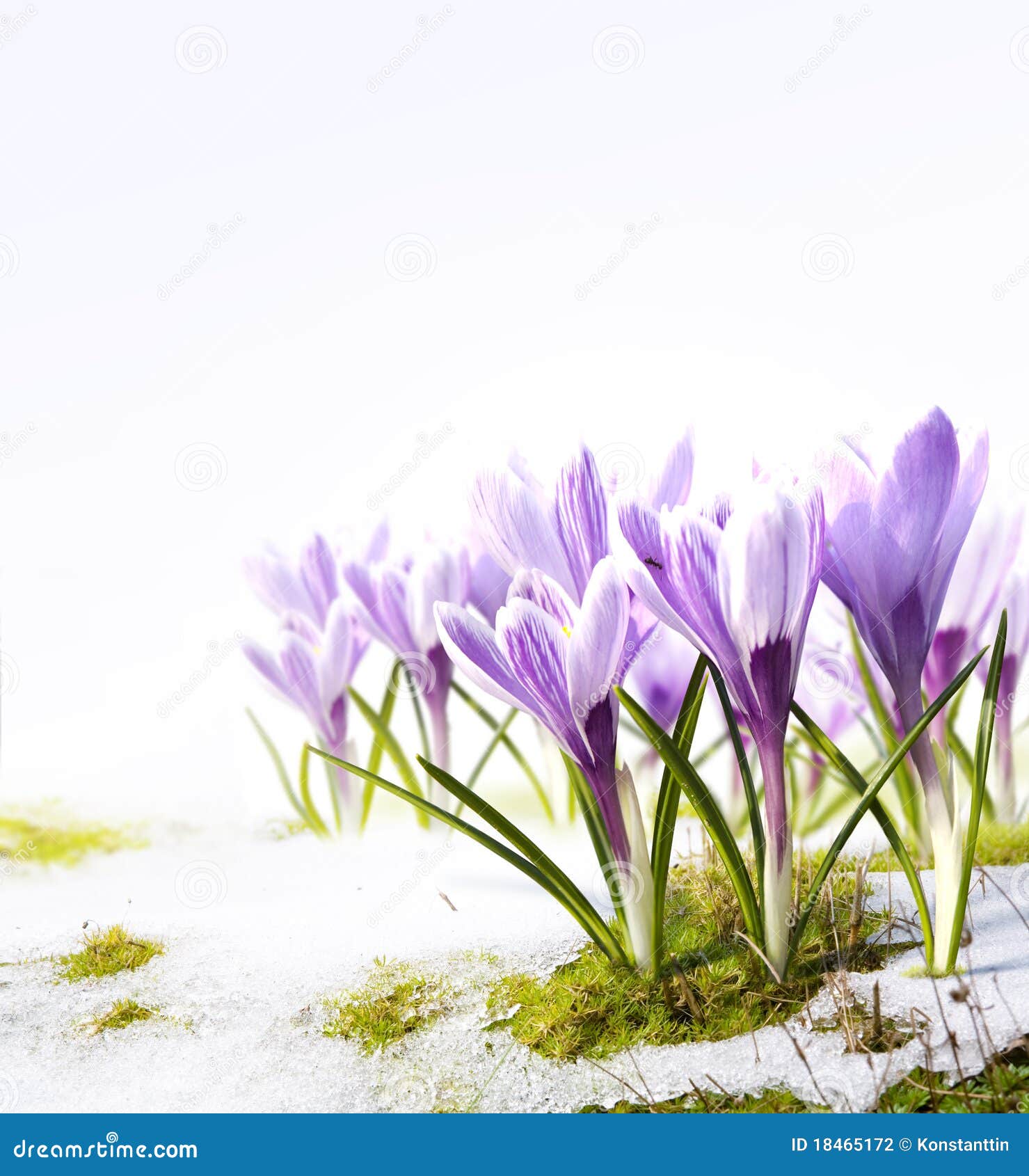 Art Crocus Flowers in the Snow Thaw Stock Photo - Image of march, cold ...