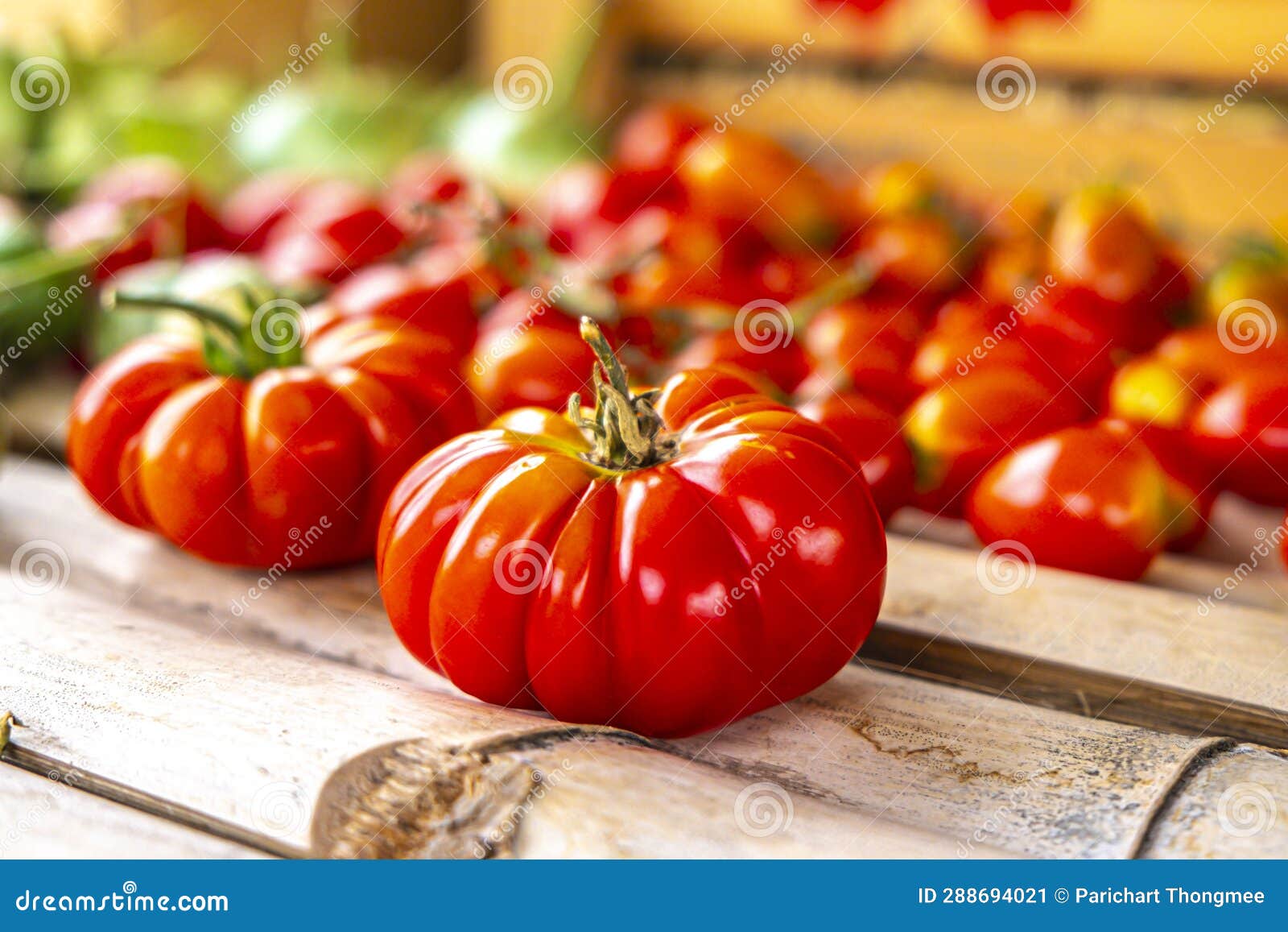 The Art of Cultivation: Exploring Red Tomato Farms Stock Image - Image ...