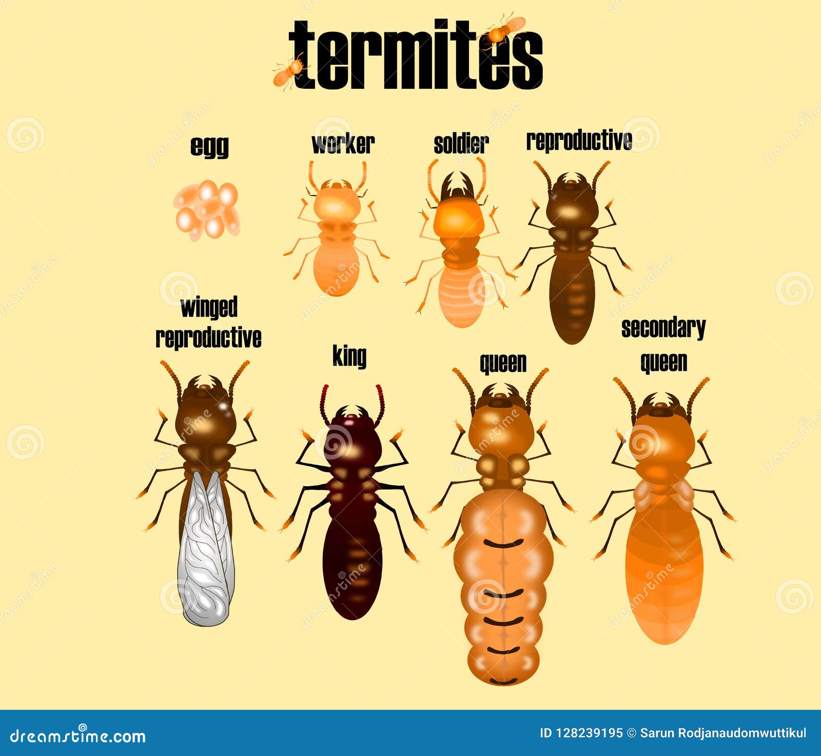 Art Der Termite, Termitesammlung, Karikaturart, Stock Abbildung ...