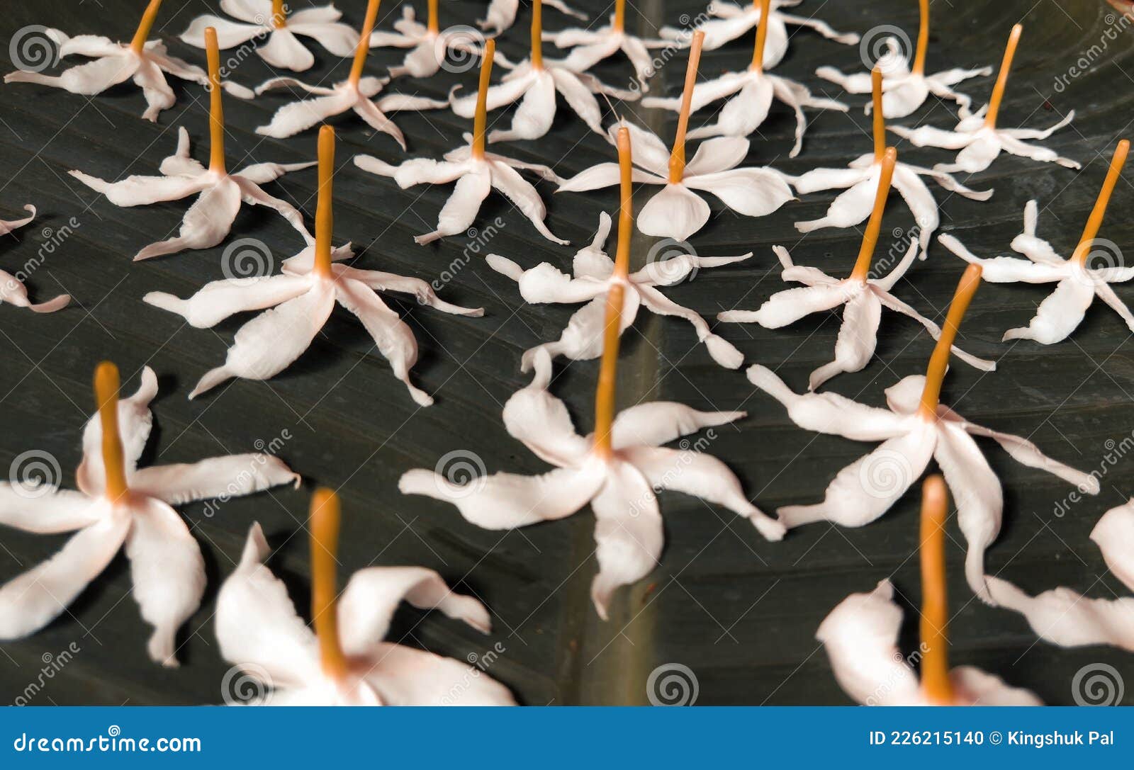 Art of Design White Sampaguita Flowers Stock Photo - Image of ...