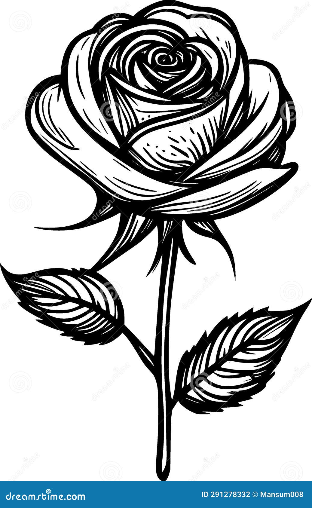 Drawing of a Single Rose on White Background Stock Illustration ...