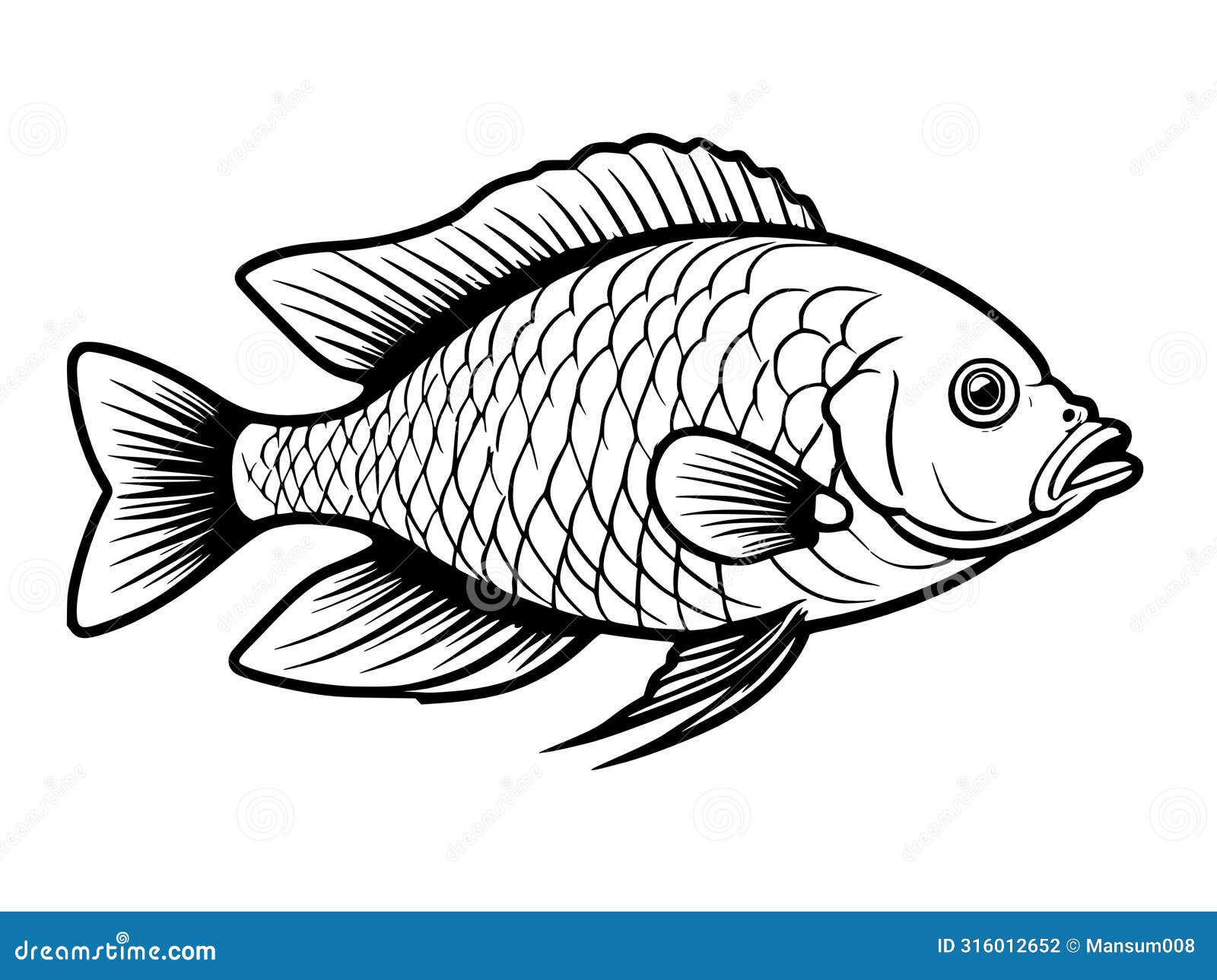 Art Drawing of a Tilapia Fish Stock Illustration - Illustration of ...