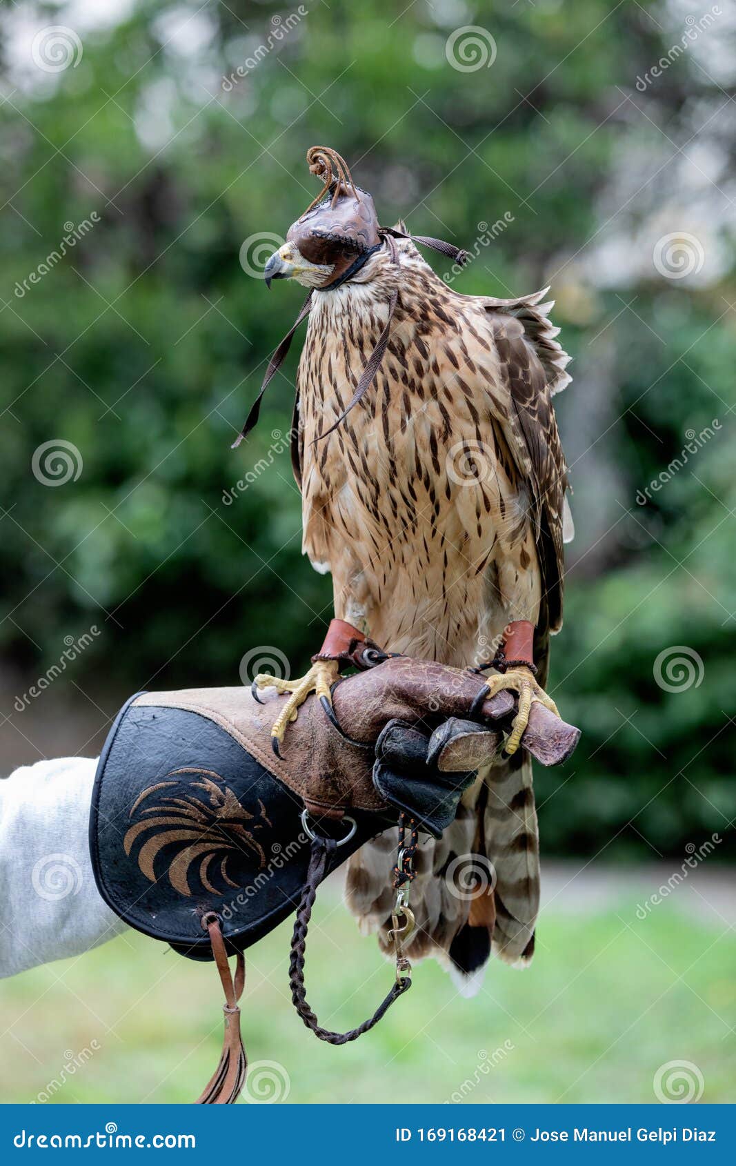 The art of falconry stock image. Image of goshawk, rapaces - 169168421