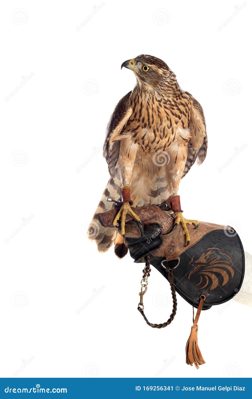 The art of falconry stock image. Image of hunter, claws - 169256341