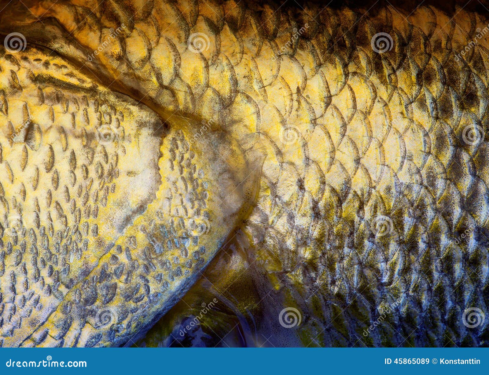 Art Fish Scales Background imagen de archivo. Imagen de dorado - 45865089
