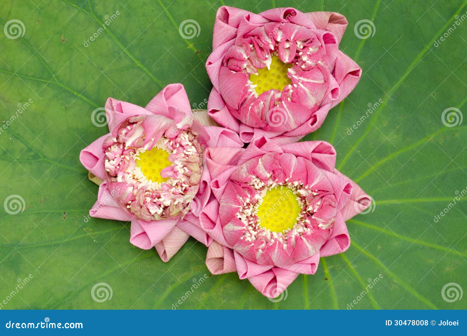 The Art of Folding Lotus Petals Stock Photo - Image of oriental, plants ...