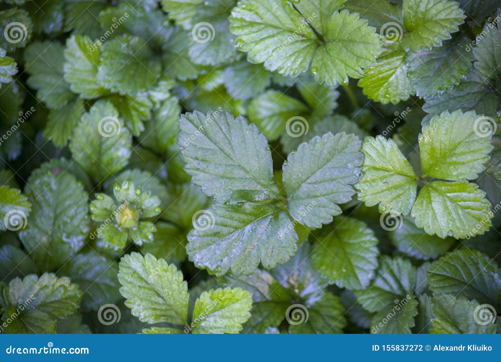 Art Green Strawberry Leaf , Strawberry Tree Leaves , Wild Strawberry ...