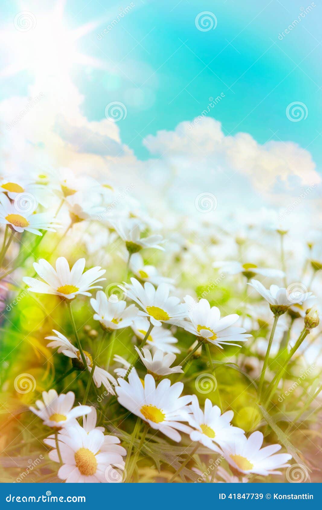 Art High Light Summer Flowers Natural Background Stock Image - Image of ...