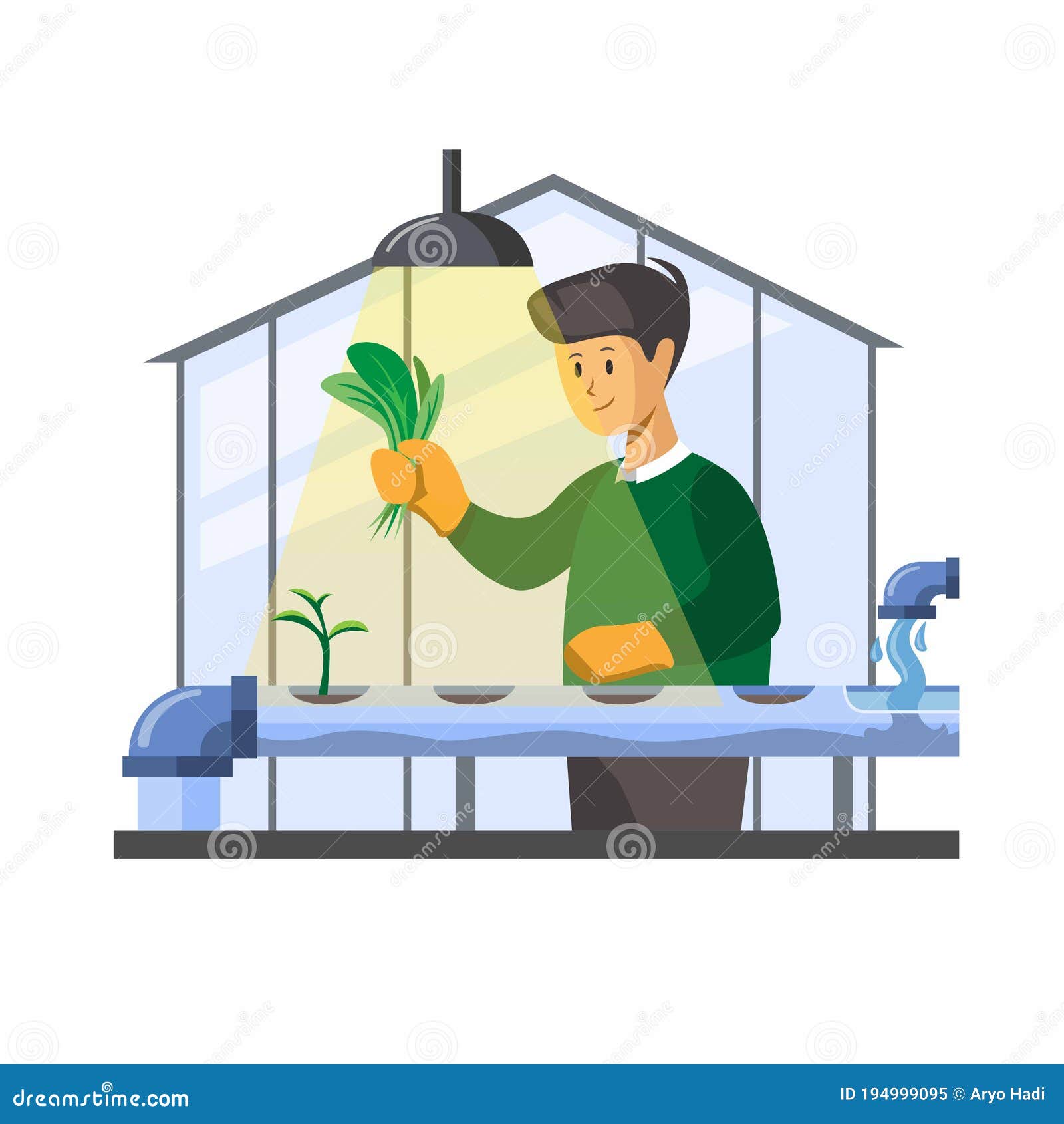 Hydroponic Farm. Man Harvesting Organic Vegetable from Hydrophonic ...