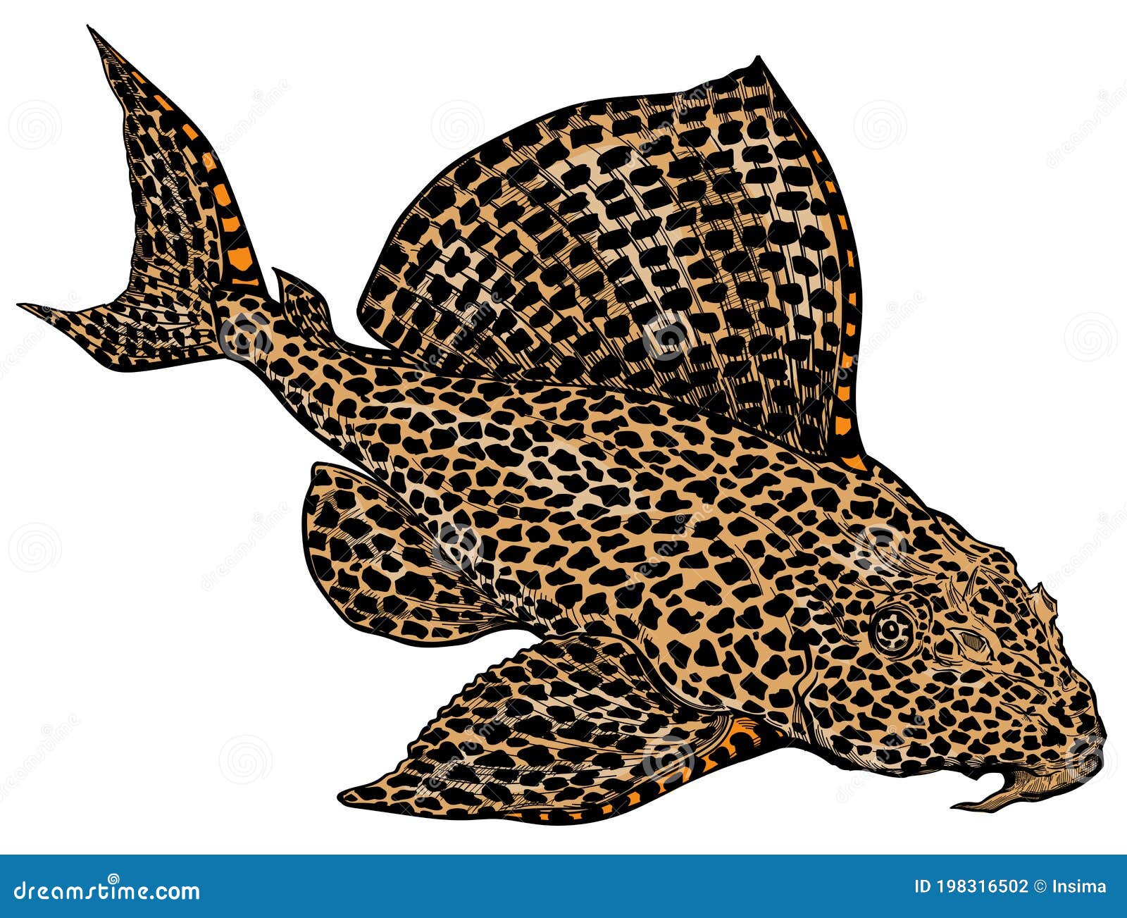 Leopard Plecostomus. Freshwater Catfish Stock Vector - Illustration of ...