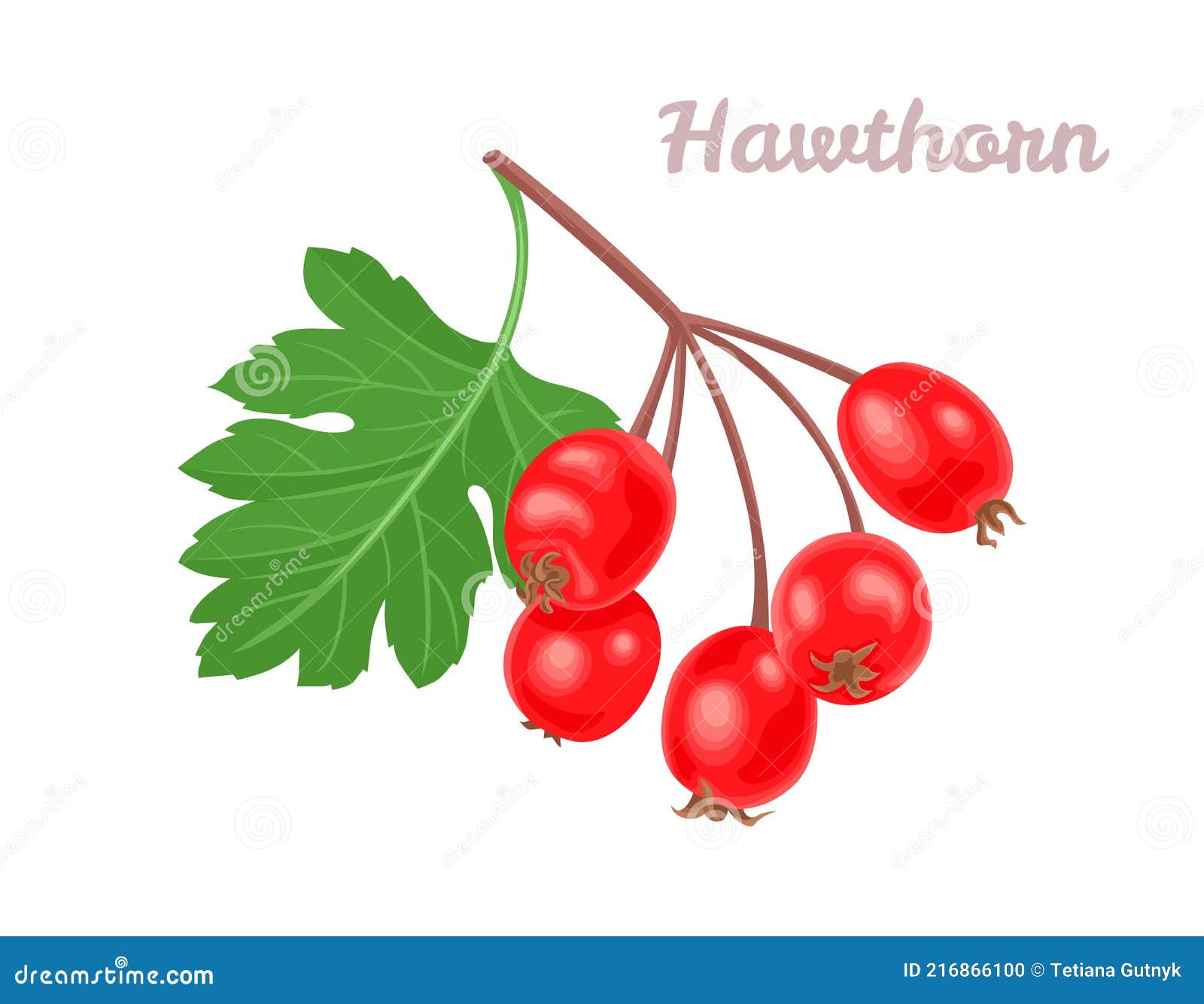 Hawthorn Berry Isolated on White. Vector Icon Stock Vector ...