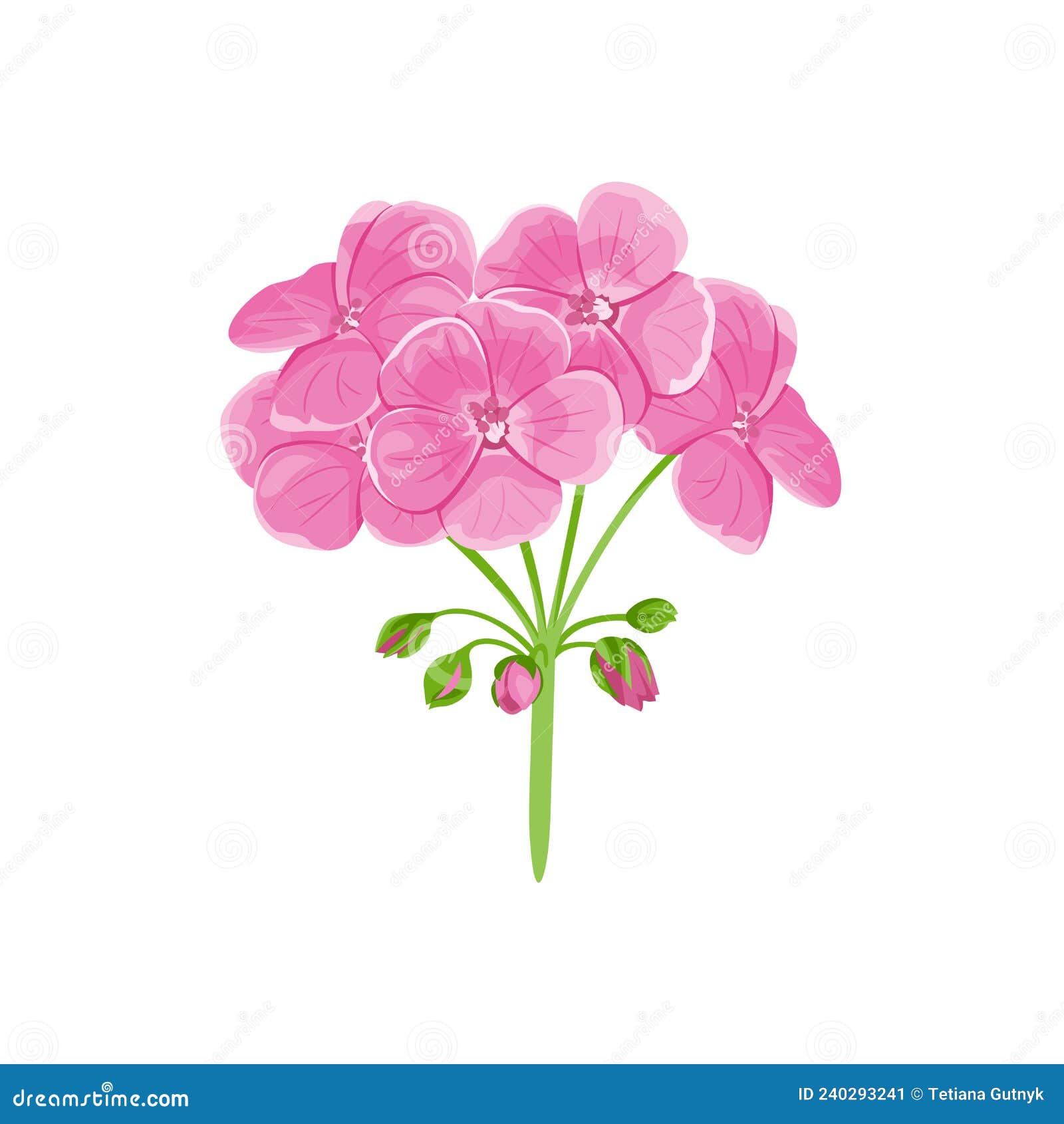 Geranium Isolated on White. Pink Garden Flower. Vector Illustration ...