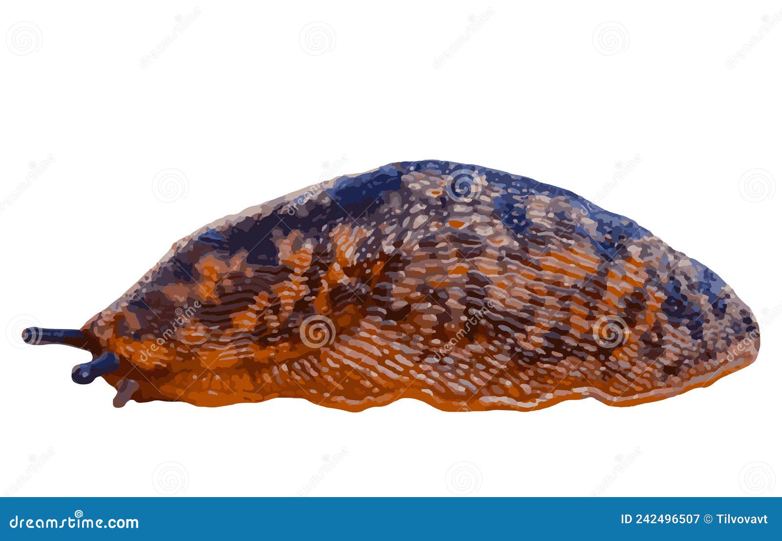 Slug Land Slug Isolated On White Background. Royalty-Free Stock Photo ...