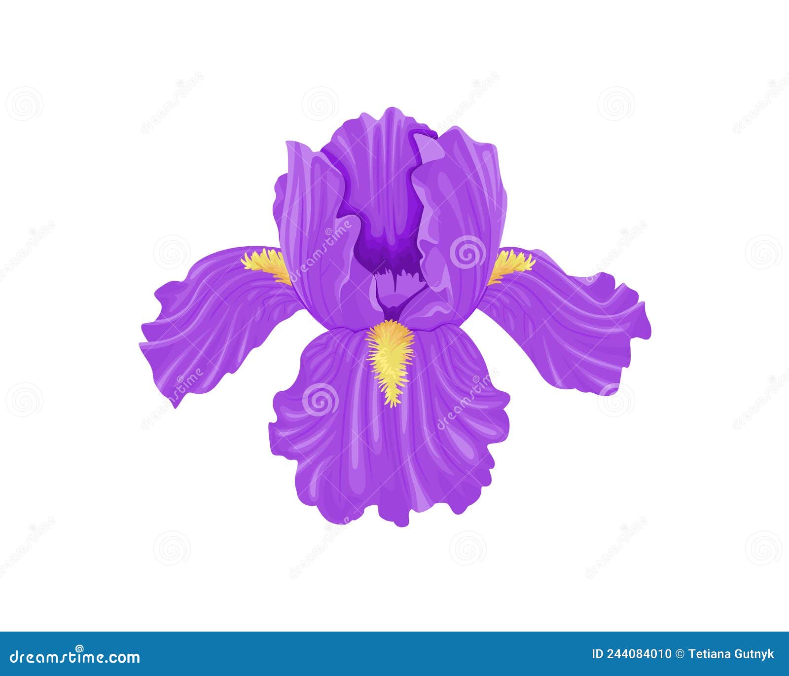 Vector Iris. Flower Head. Cartoon Flat Floral Illustration Stock Vector ...