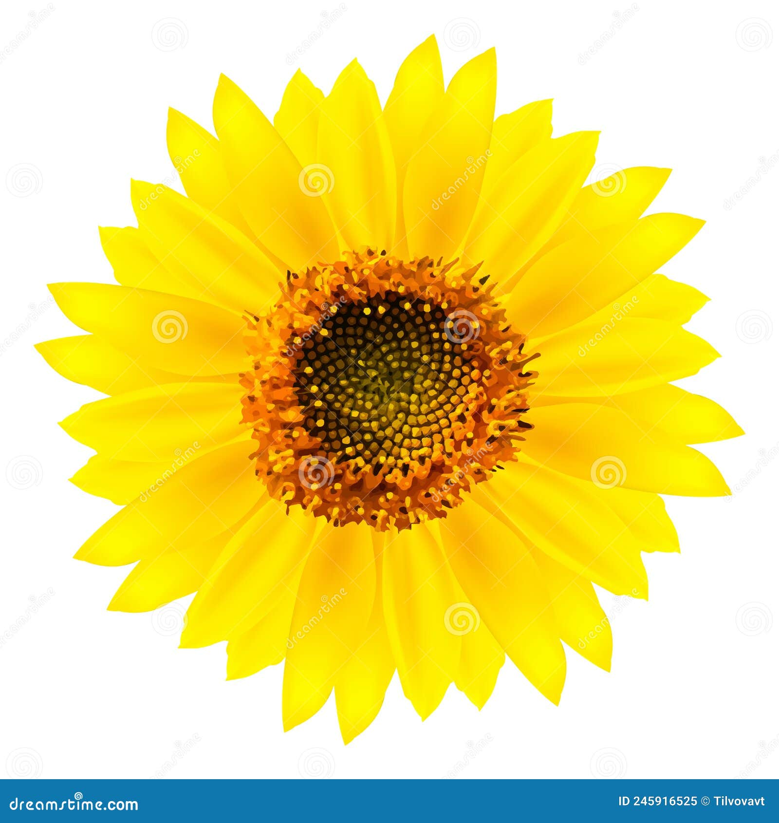 Blooming Sunflower. Realistic Vector Sunflowers Isolated On Transparent ...