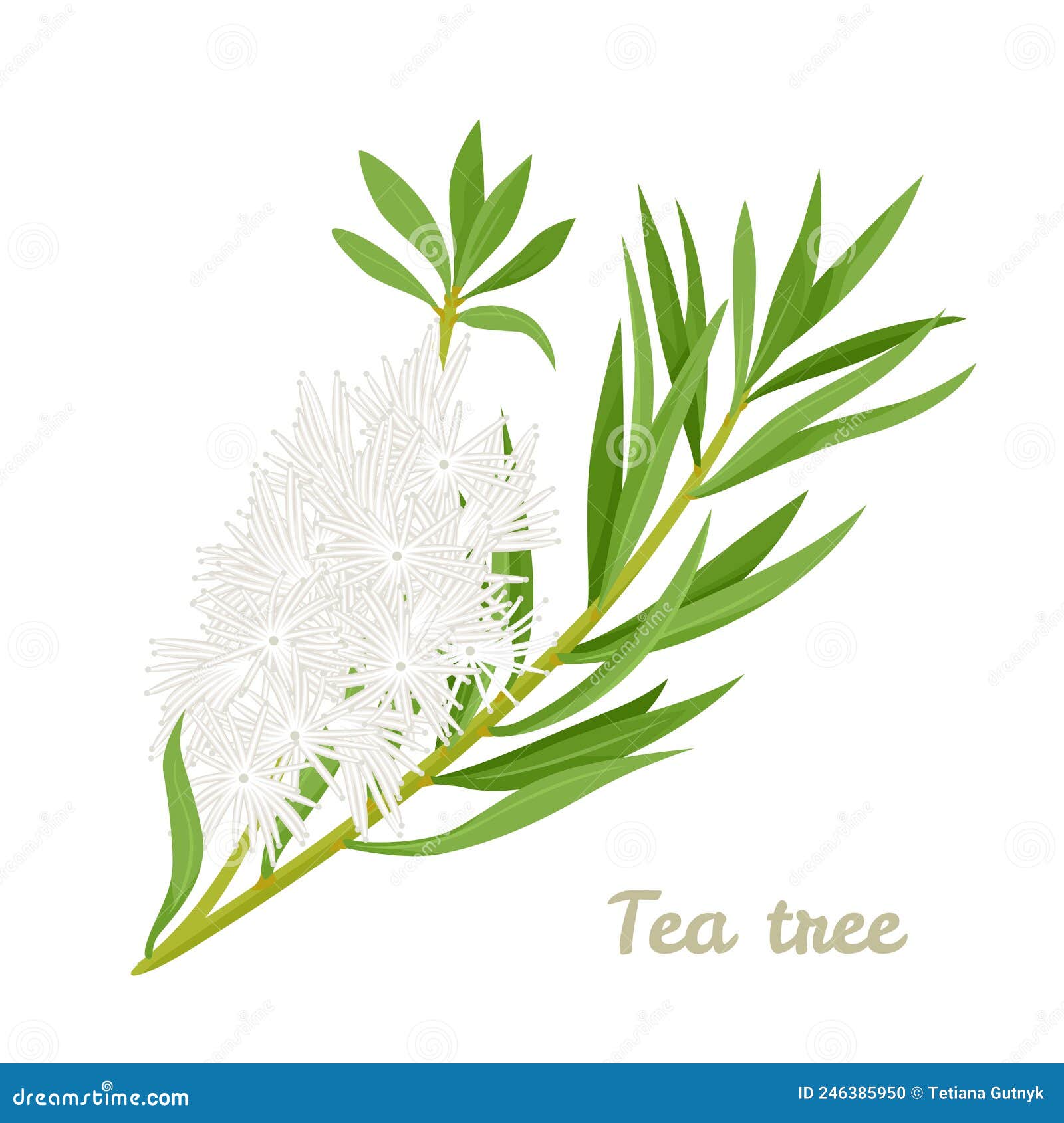 Tea Tree Leaves and Flowers Isolated on White. Vector Illustration of ...