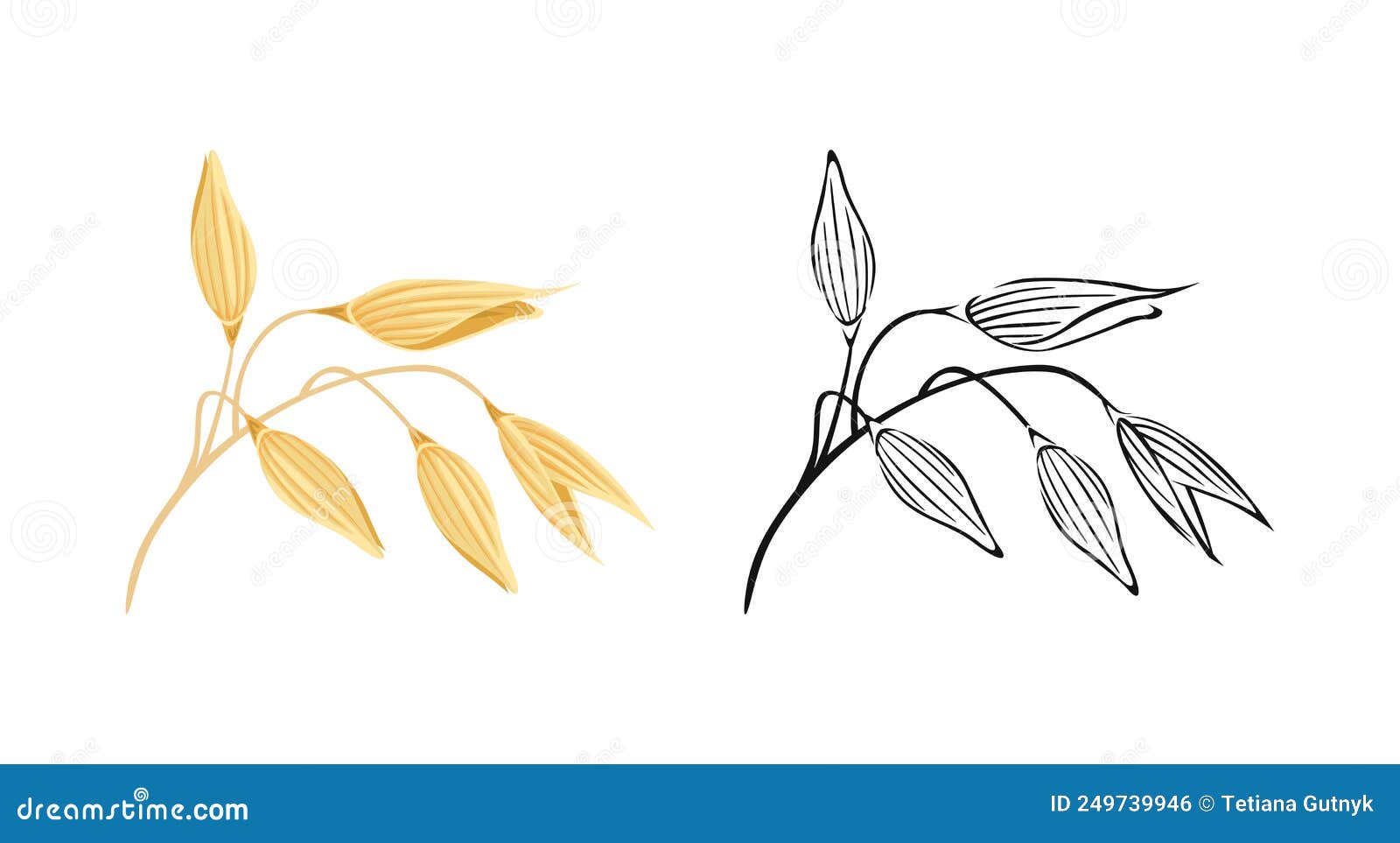 Oat Ears. Vector Color Illustration and Outline of Agricultural Plant ...