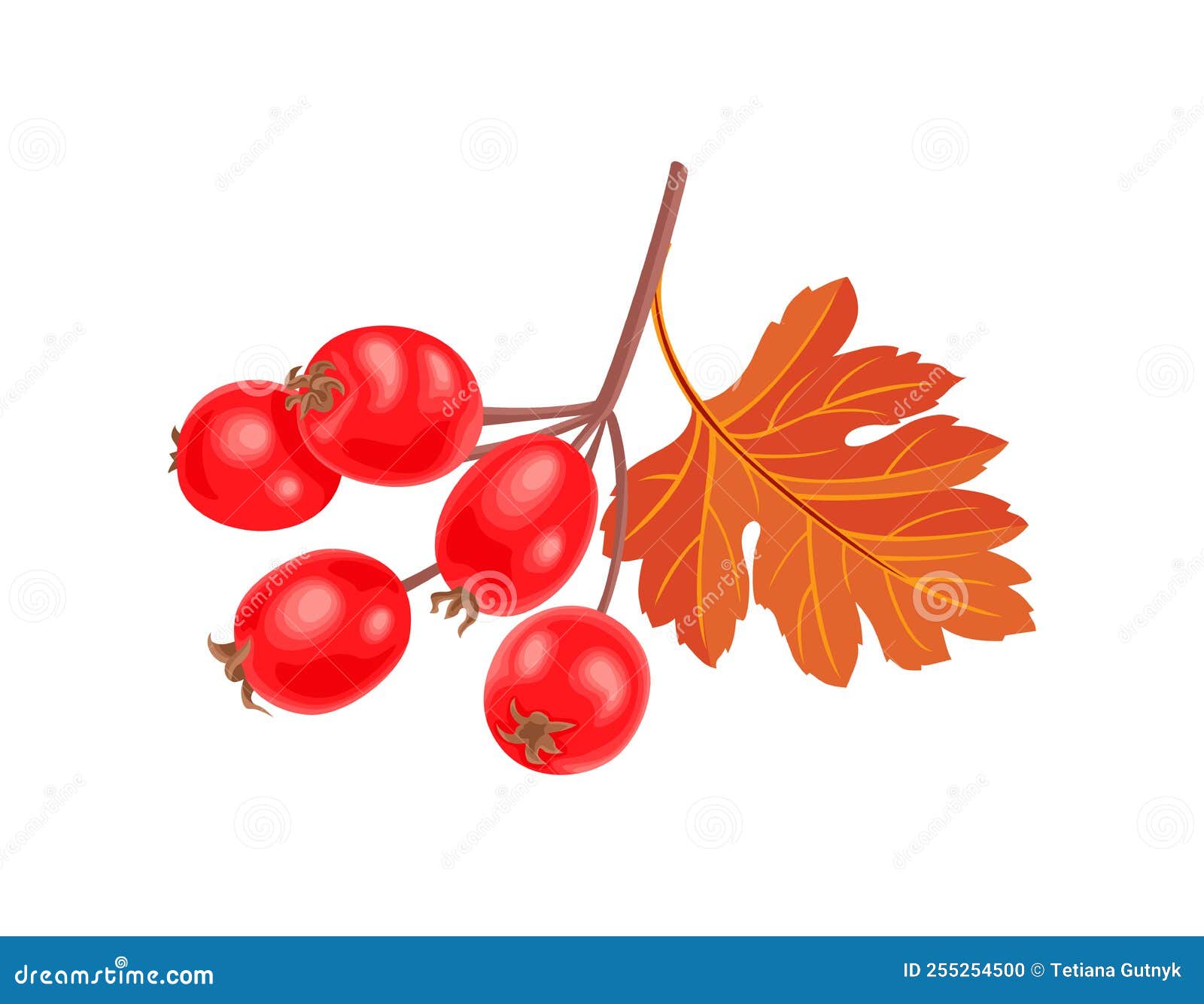 Autumn Hawthorn Isolated on White. Branch with Red Berry and Leaf Stock ...