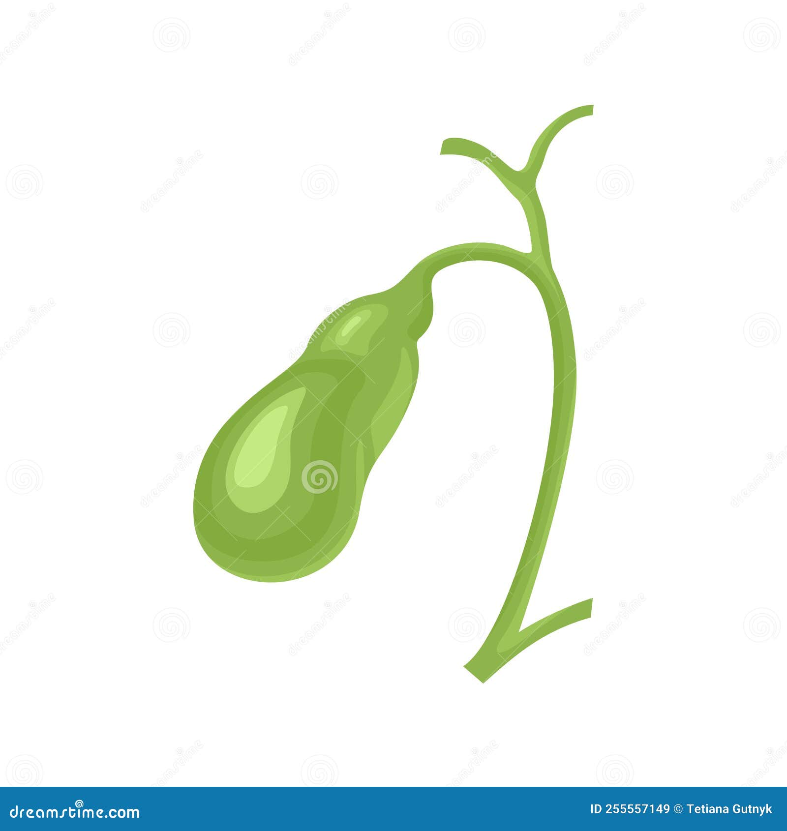 Cartoon Gallbladder With Bile Duct Stock Photo | CartoonDealer.com ...