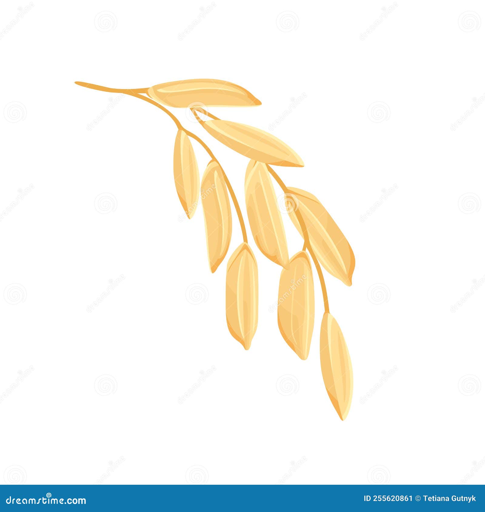 Rice Plant Isolated. Ear of Paddy Rice. Vector Cartoon Illustration ...