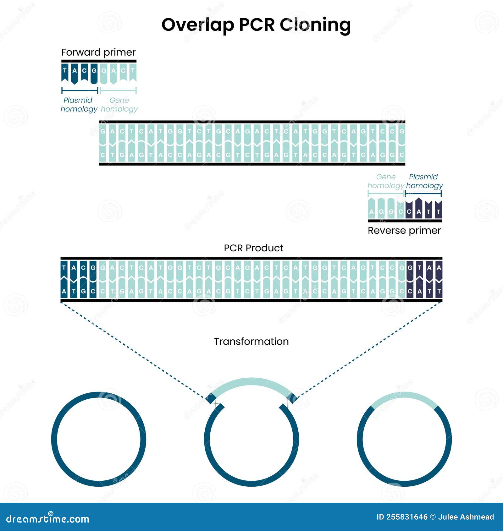 Overlap Polymerase Chain Reaction PCR Cloning Vector Graphic Stock ...