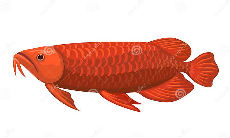 Red Arowana Exotic Fish Animal Species Cartoon Illustration Vector ...
