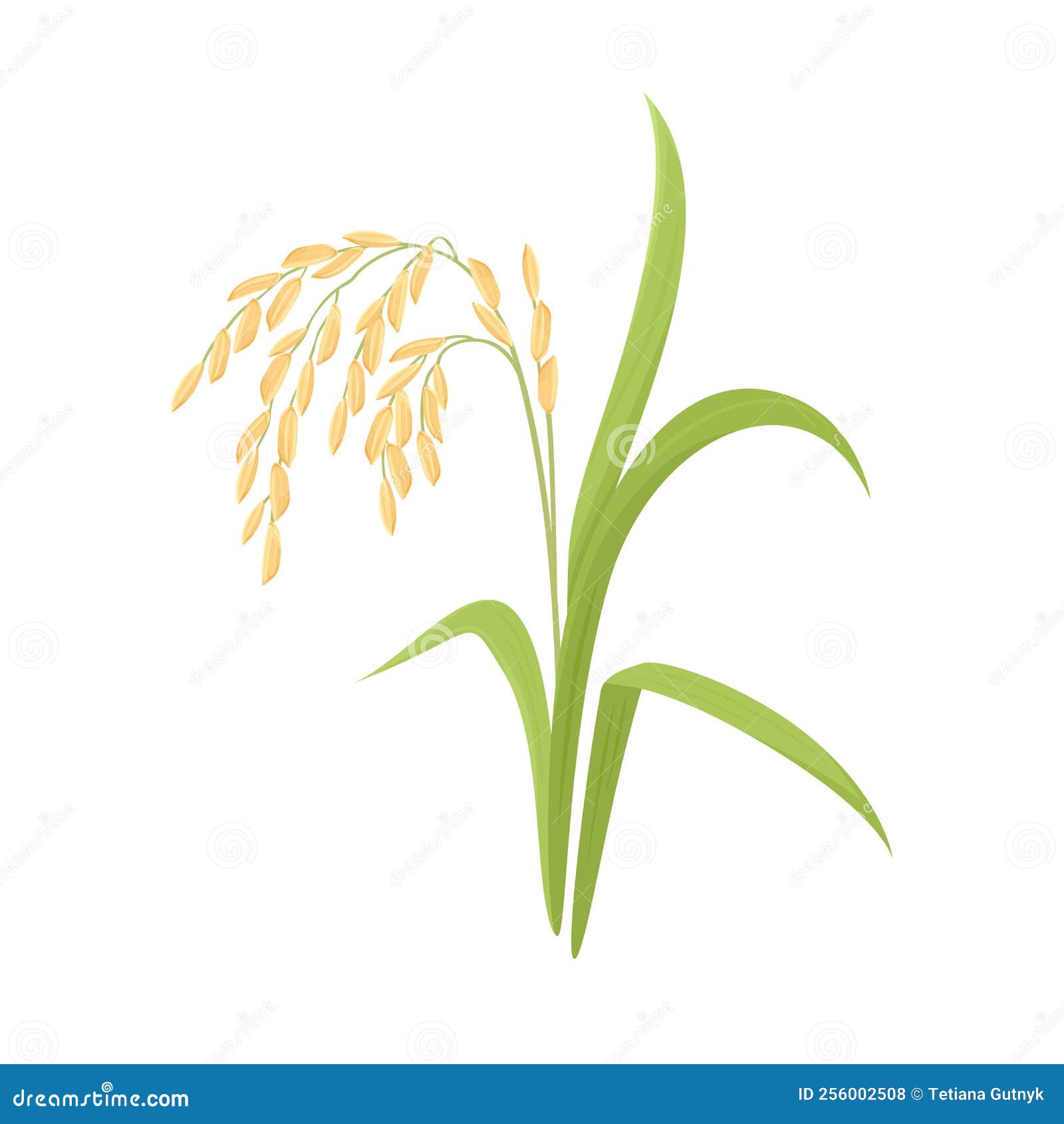 Rice Plant Isolated. Vector Illustration of Paddy Rice Ear with Leaf in ...