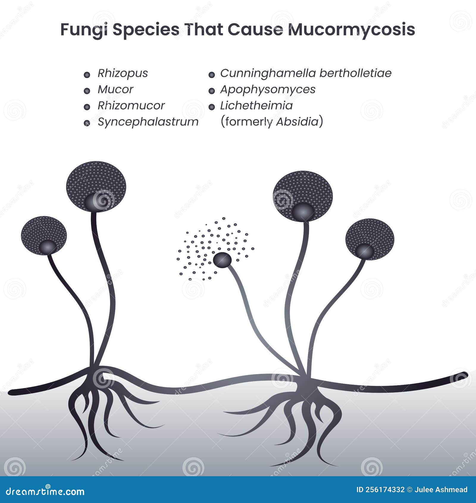 Black Fungus Disease Symptoms Infographic Vector Background ...